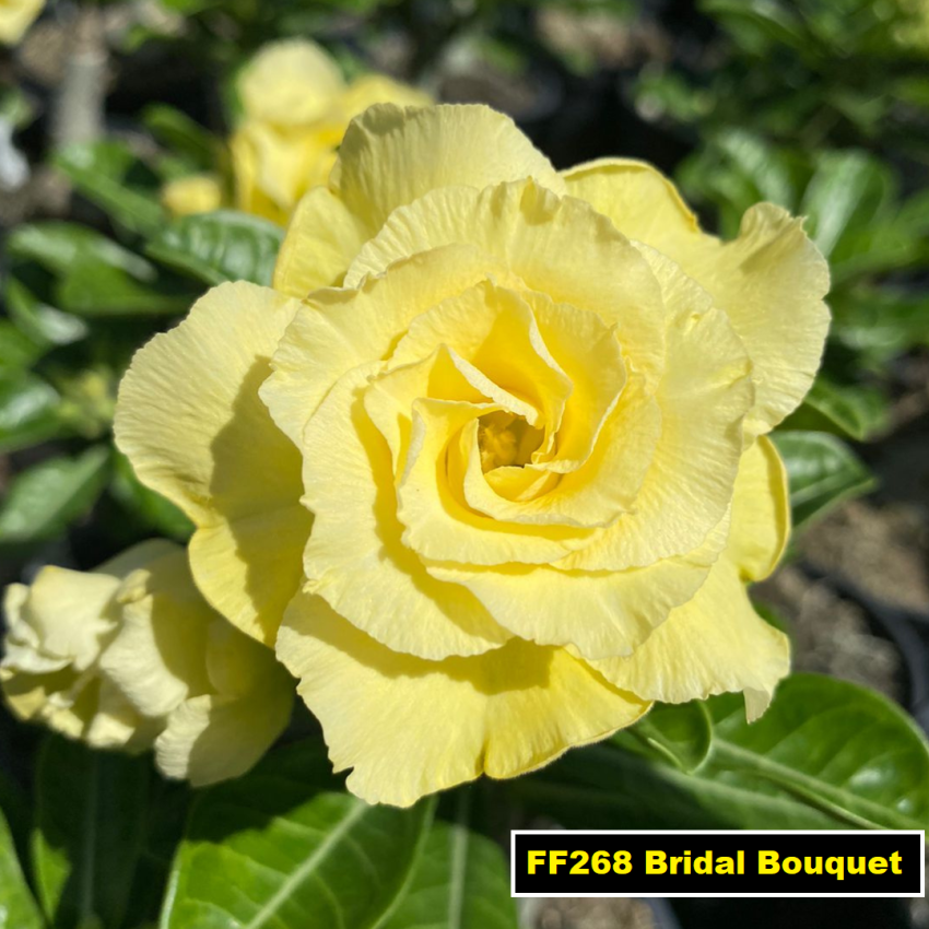 Ff268 Bridal Bouquet Rosa Do Deserto